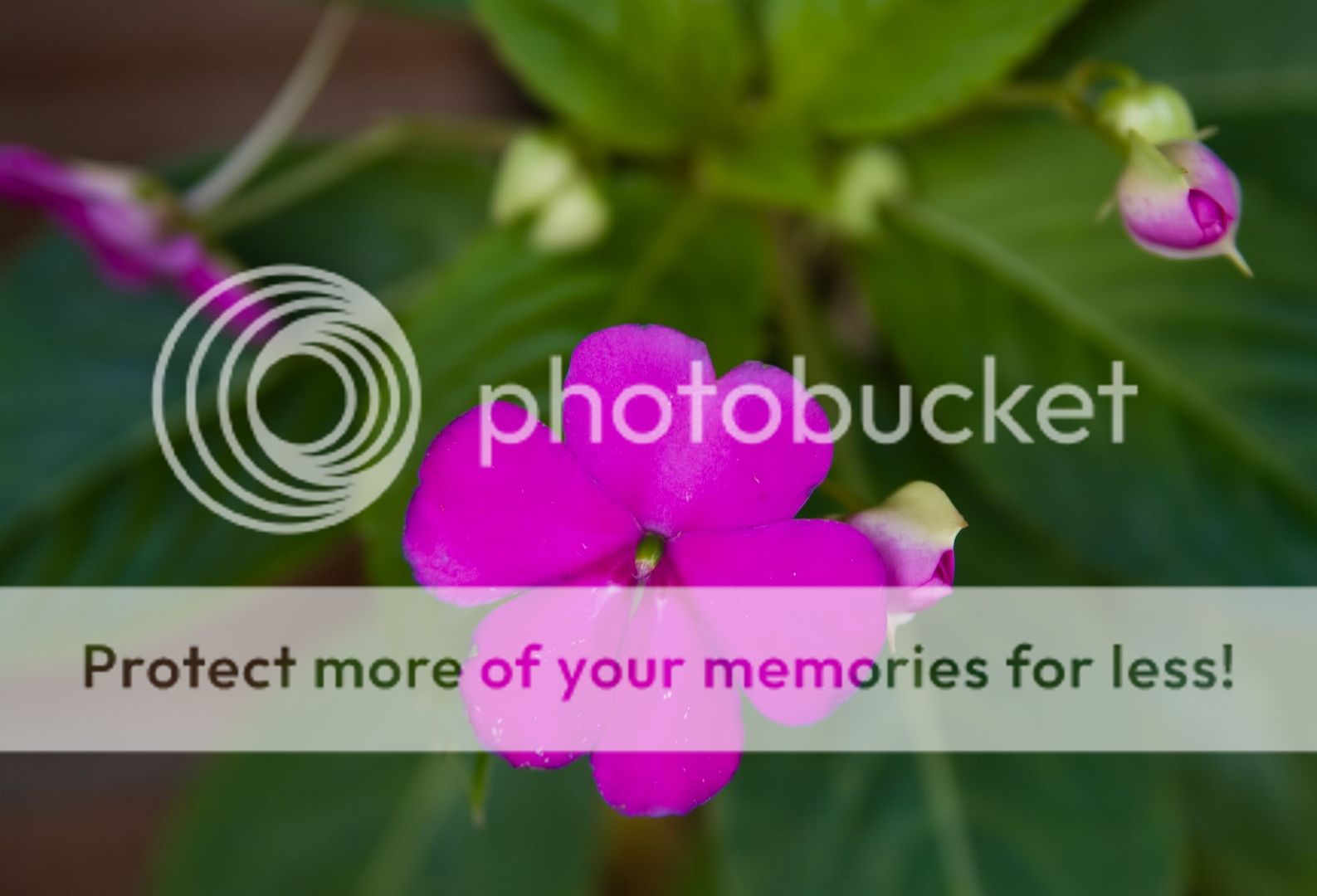 Tiny Flowers - Page 14 - PentaxForums.com